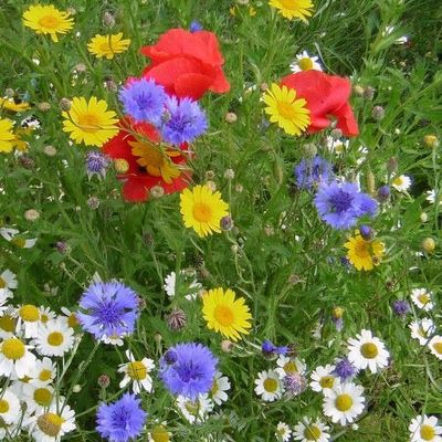 British Native Annual Cornflower Meadow Mix