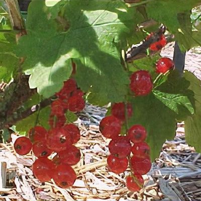 Ribes rubrum 'Red Lake'