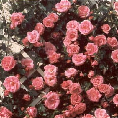 Rosa 'Lavinia'