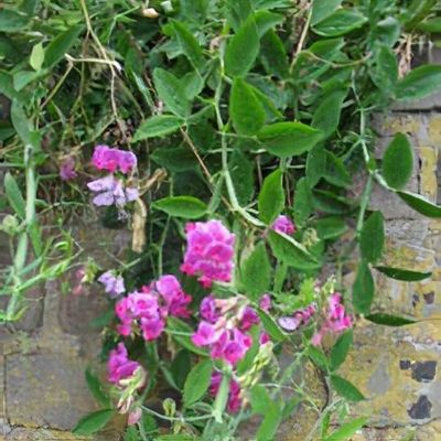 Lathyrus latifolius 'Red Pearl'