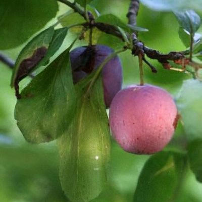 Prunus domestica 'Victoria' on Prunus 'Pixie' rootstock