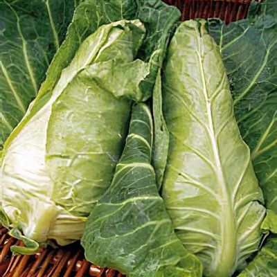 Brassica oleracea capitata 'Hispi'