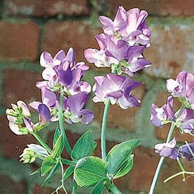Lathyrus nervosus