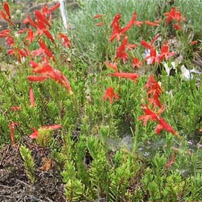 Penstemon pinifolius