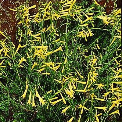 Penstemon pinifolius 'Mersea Yellow'