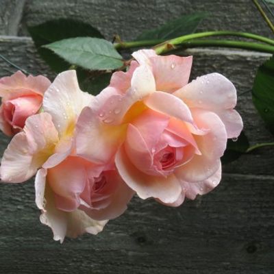 Rosa 'A Shropshire Lad', climbing