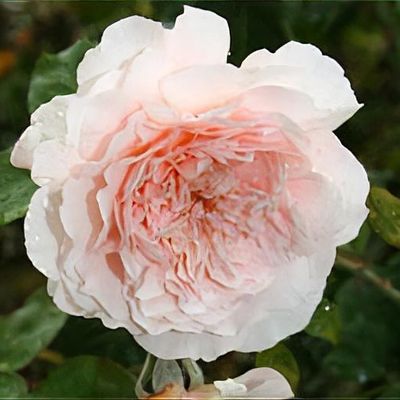 Rosa 'Bredon'