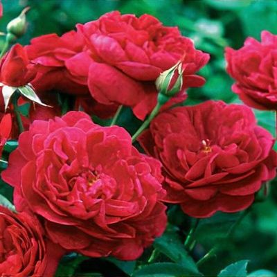 Rosa 'Darcey Bussell'