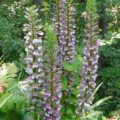 Acanthus mollis