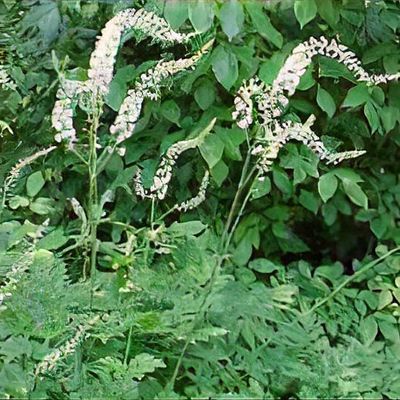 actaea podocarpa