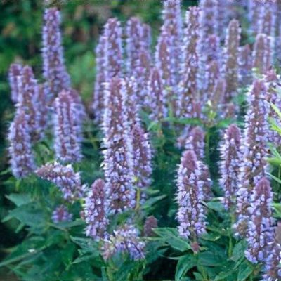 agastache firebird