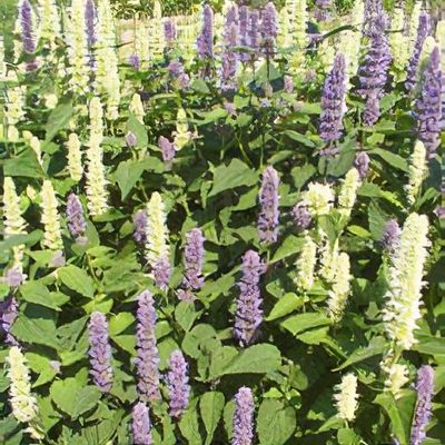 agastache firebird