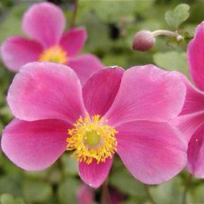 anemone pink cloud