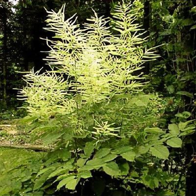 aruncus dioicus uk