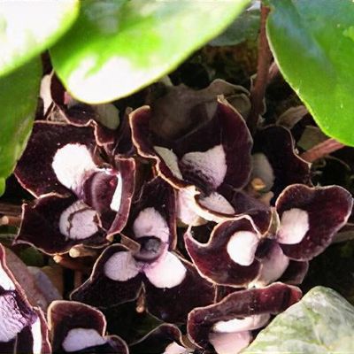 asarum splendens native range