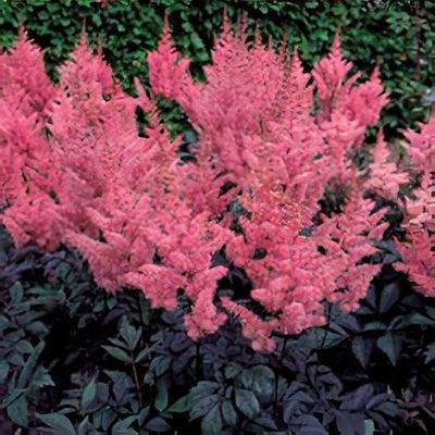 astilbe bonn