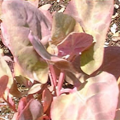 Atriplex hortensis var. rubra