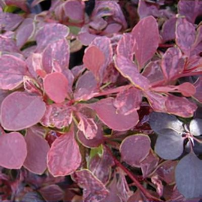 pink leaf berberis