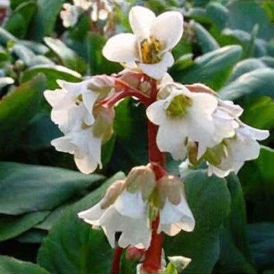 bergenia bressingham ruby nz
