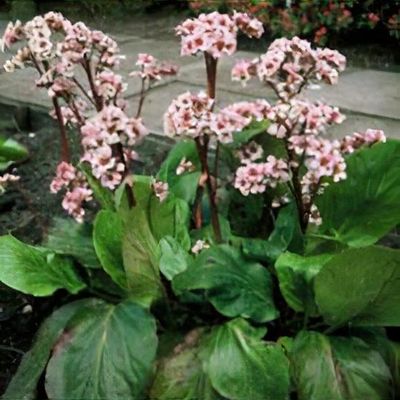 bergenia bressingham ruby uk
