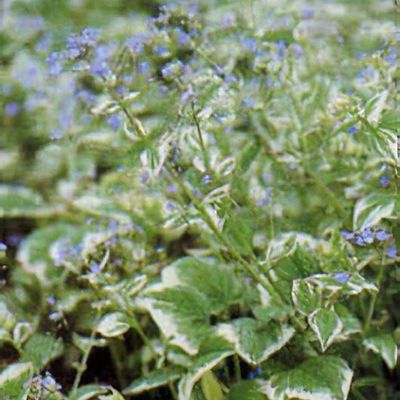 white brunnera