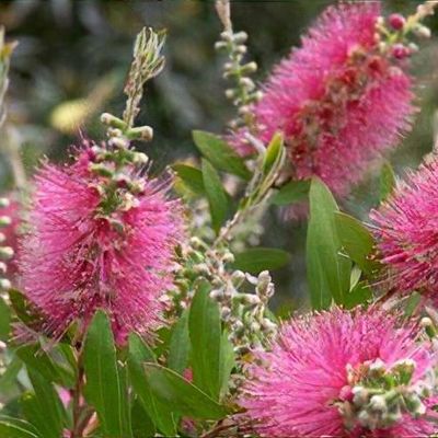 callistemon citrinus linearis