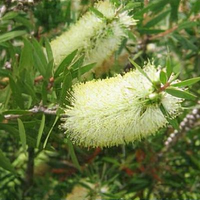 callistemon linearis
