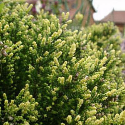 spring cream heather