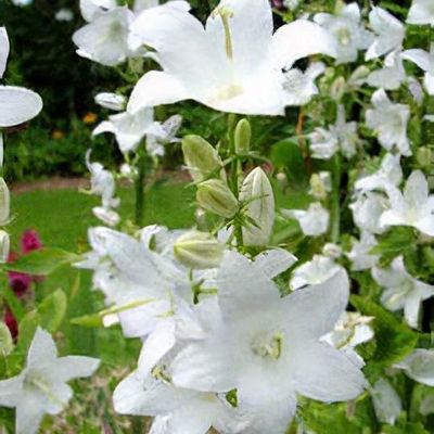 campanula carpatica alba