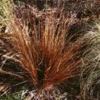 carex bronco