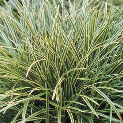 Carex 'Ice Dance'