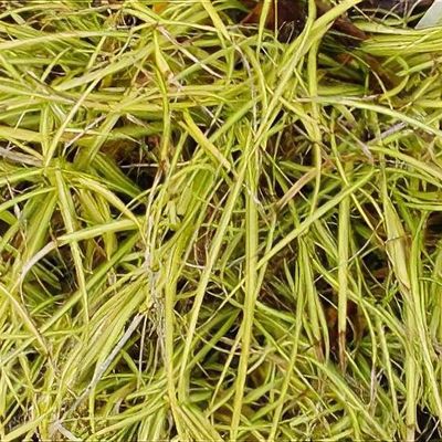 carex everoro