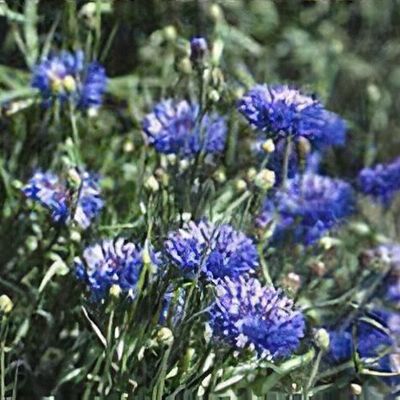 cornflower dwarf blue midget