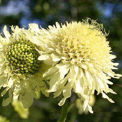 cephalaria