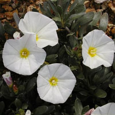 Convolvulus cneorum