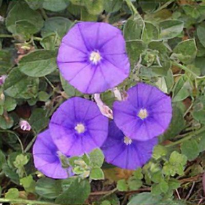 convolvulus sabatius