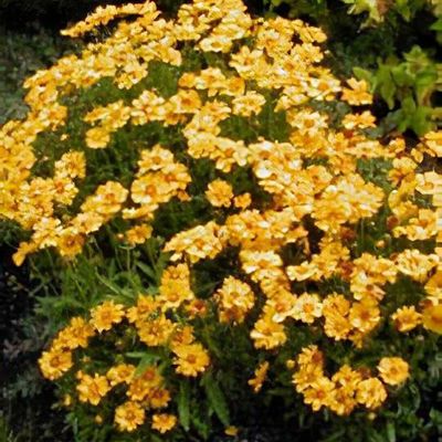 coreopsis sterntaler