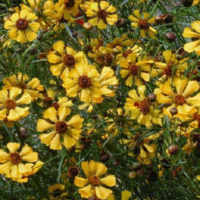 coreopsis calypso