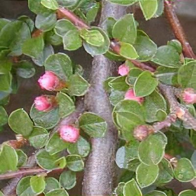 variegated cotoneaster horizontalis