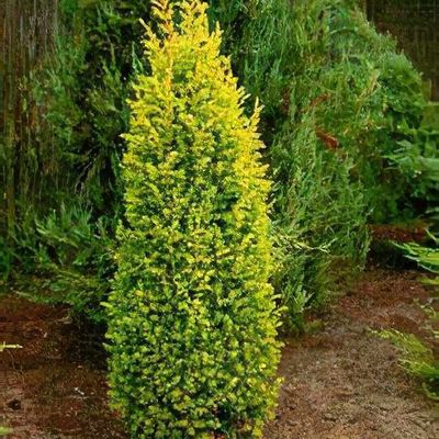 Cupressus macrocarpa 'Golden Cone'