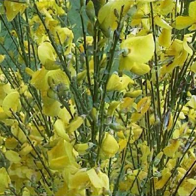 cytisus scoparius pruning