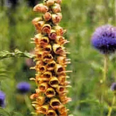 digitalis snow thimble