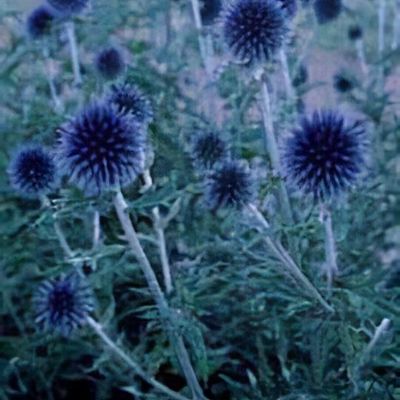 globe thistle pruning