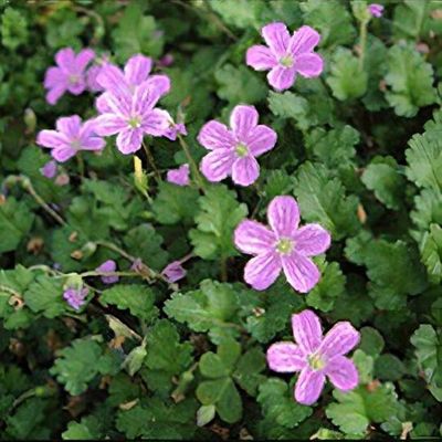Erodium x variabile 'Roseum'