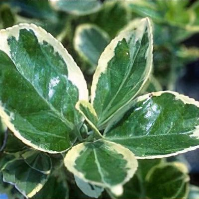 euonymus silver queen