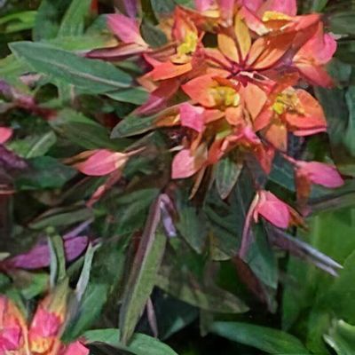 Euphorbia griffithii 'Dixter'