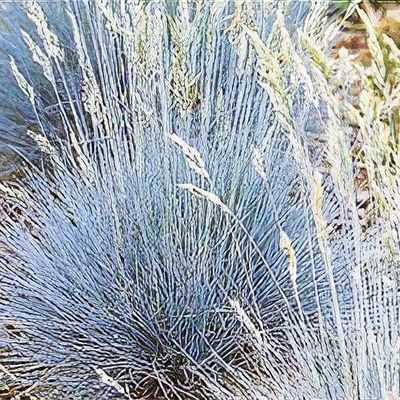 festuca glauca native