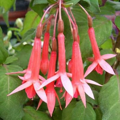 fuchsia phileine