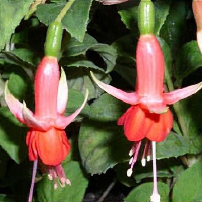 fuchsia pennine