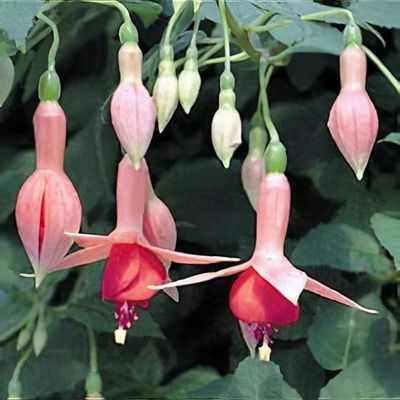fuchsia pennine